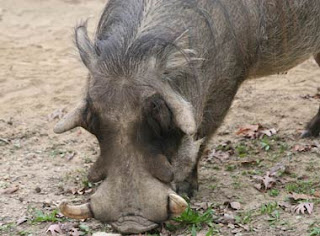 Weird stuff: CELE MAI URATE ANIMALE DIN LUME!!!